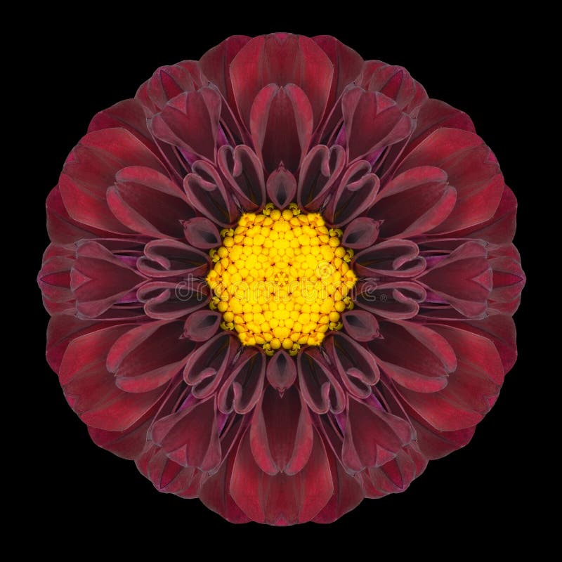 Red Flower Mandala Kaleidoscope Isolated on Black Stock Photo - Image ...