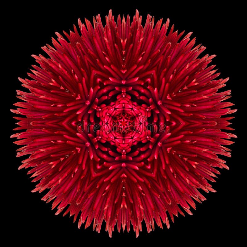 Red Flower Mandala Kaleidoscope Isolated on Black Stock Photo - Image ...
