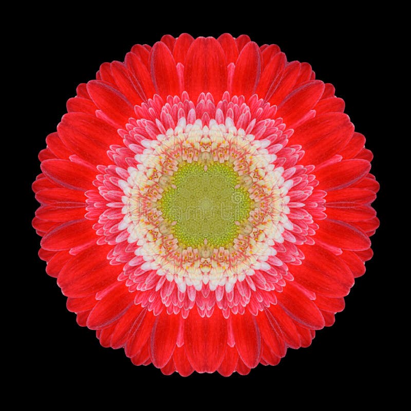 Red Flower Mandala Kaleidoscope Isolated on Black Stock Image - Image ...