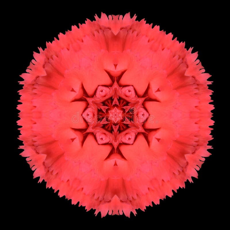 Red Flower Mandala Kaleidoscope Isolated on Black Stock Image - Image ...