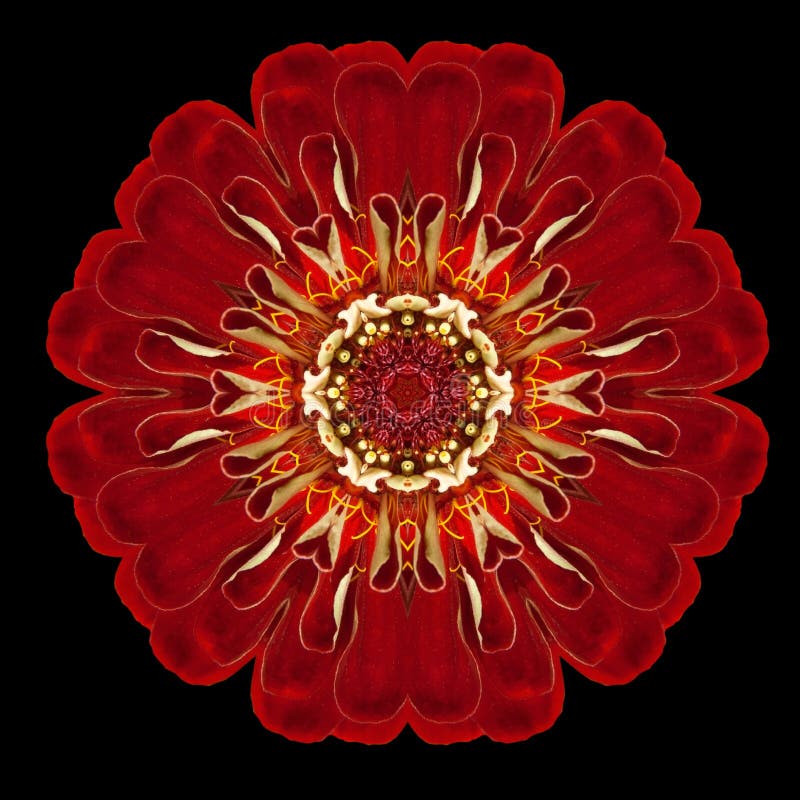 Red Flower Mandala Kaleidoscope Isolated on Black Stock Image - Image ...
