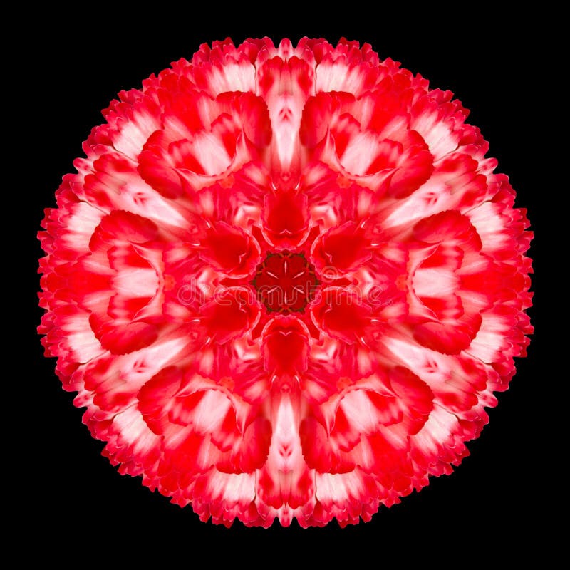 Red Flower Mandala Kaleidoscope Isolated on Black Stock Image - Image ...