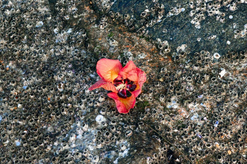 Barnacles Hand Stock Photos - Free & Royalty-Free Stock Photos from ...