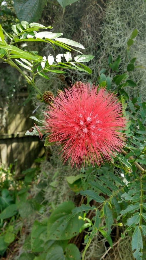 Red mimosa flower stock photo. Image of mimosa, beautiful - 2696444