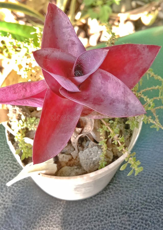 Red Flower in the Morning Today Stock Image - Image of beauty, drawn ...