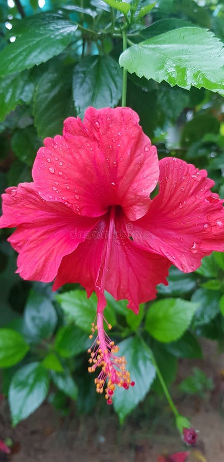 Red Flower stock photo. Image of flower, leave, garden - 155755338