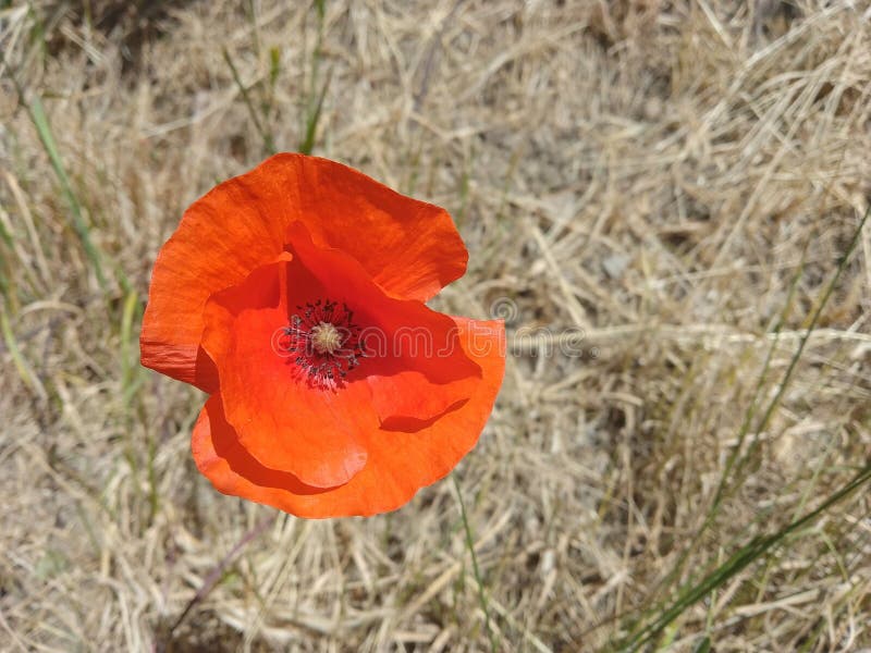 Red Flower in a Nature - Red Weed Petal Stock Image - Image of ...
