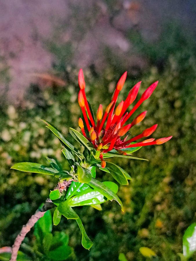 Red flower in the night stock image. Image of produce - 199933861