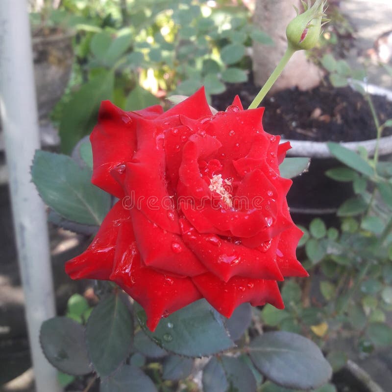 Red Flower is Not a Rose but Beautiful and Pretty Stock Image - Image ...