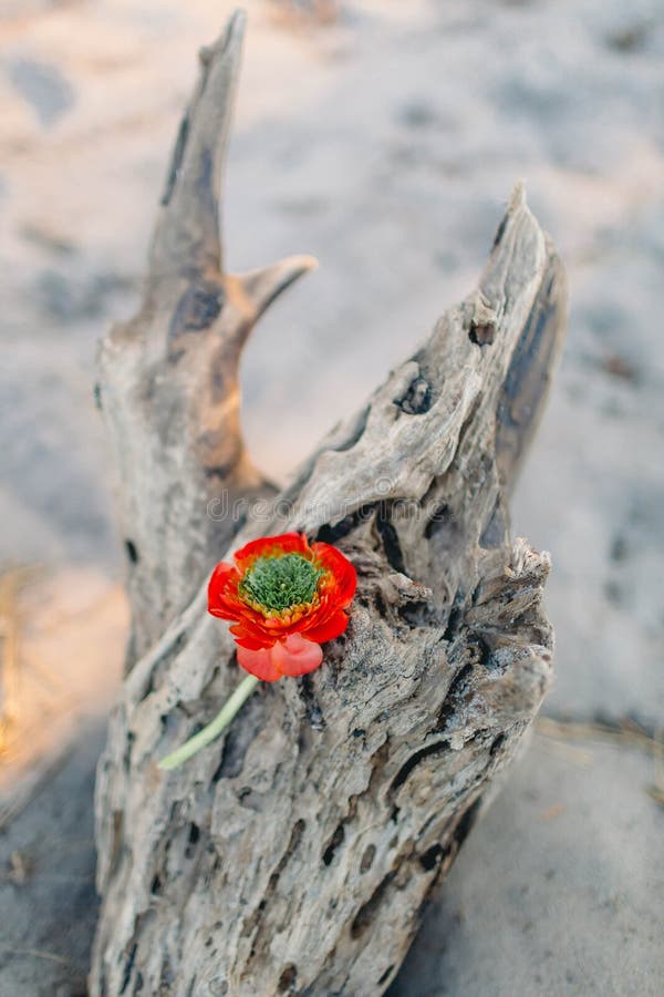 Red Flower on an Old Stump on the Beach Background. Decoration. Artwork ...