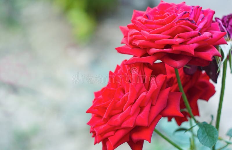 A red flower opened stock image. Image of artistic, natural - 303935447