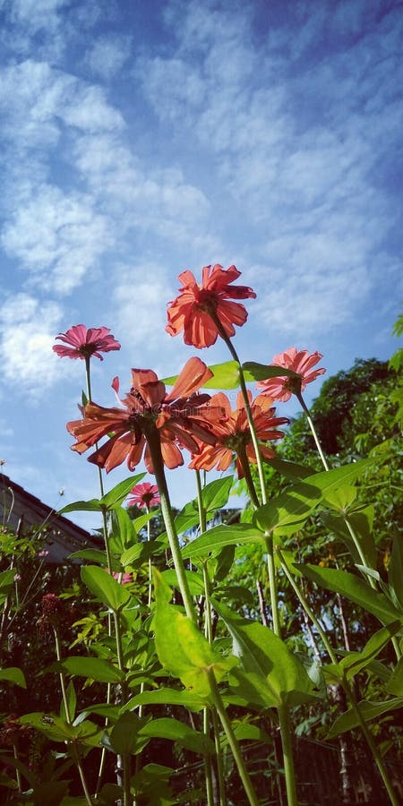 Flower Panorama Near Seaway Stock Photo - Image of biology, flora: 5090082