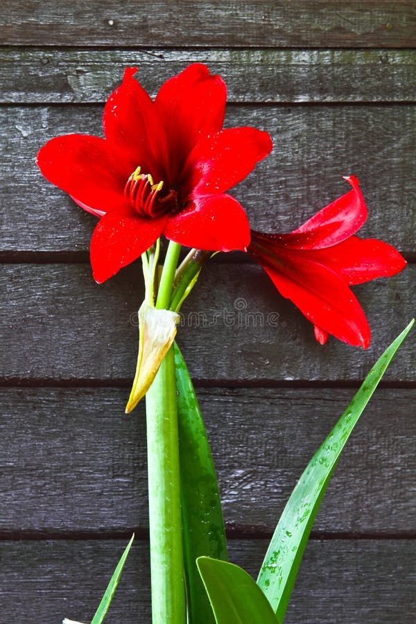 Red Flower And Partition Wall Stock Image - Image of fresh, path: 18909547
