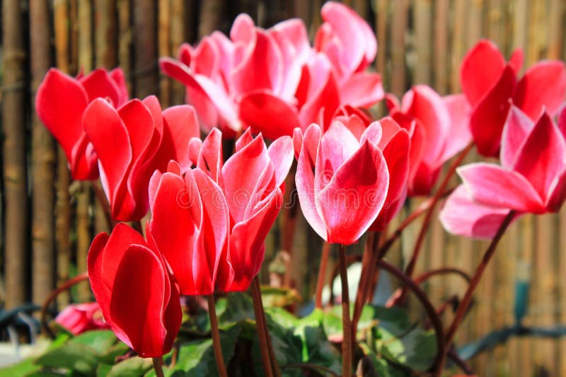 Red flower petals stock image. Image of bouquet, leaf - 186085289