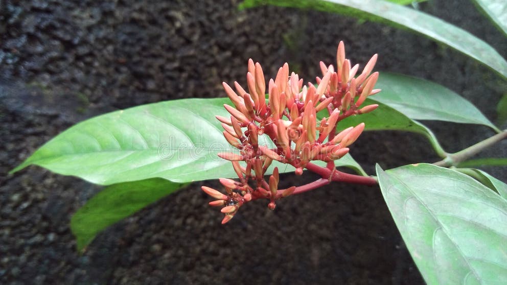 Thechi Flower Stock Photos - Free & Royalty-Free Stock Photos from ...