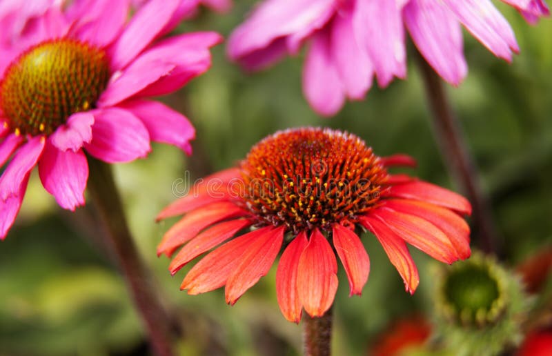 Red Flower with Pink Flowers in the Background Stock Photo - Image of ...