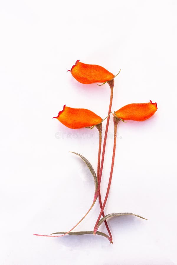 Red flower pitcher plants stock photo. Image of insect - 85625004