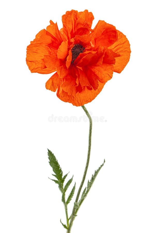 Red Flower of Poppy, Lat. Papaver, Isolated on White Background Stock ...