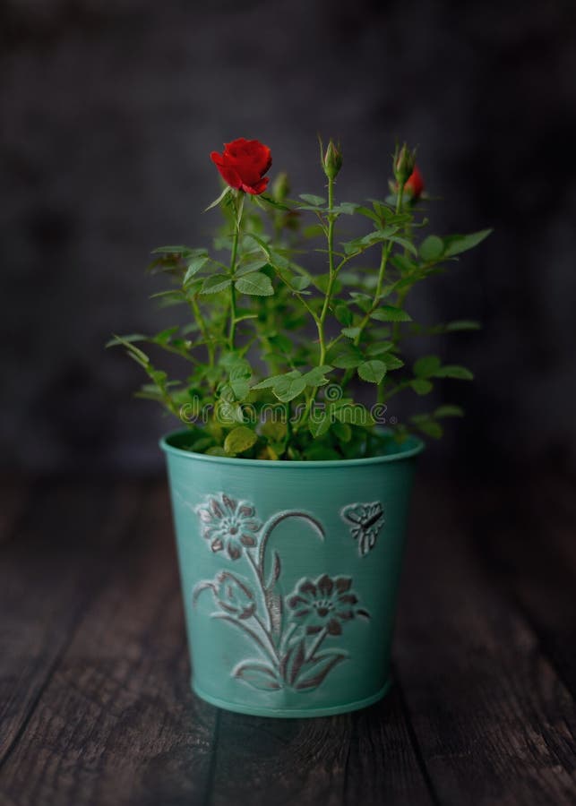 Red Flower in a Pot, Rustic Style Stock Photo - Image of plant, bouquet ...