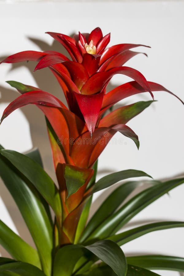Red Flower Potted Plants Bromeliads Stock Image - Image of care, green ...