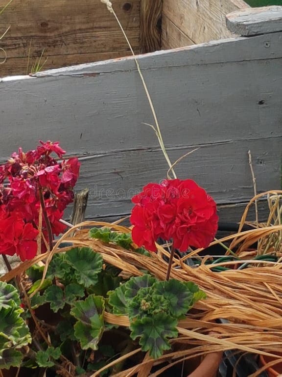 Red flower stock photo. Image of rule, world, flower - 96044034