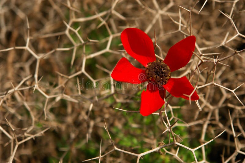 Red Flower among Prickles Difficult, Stock Image - Image of difficult ...