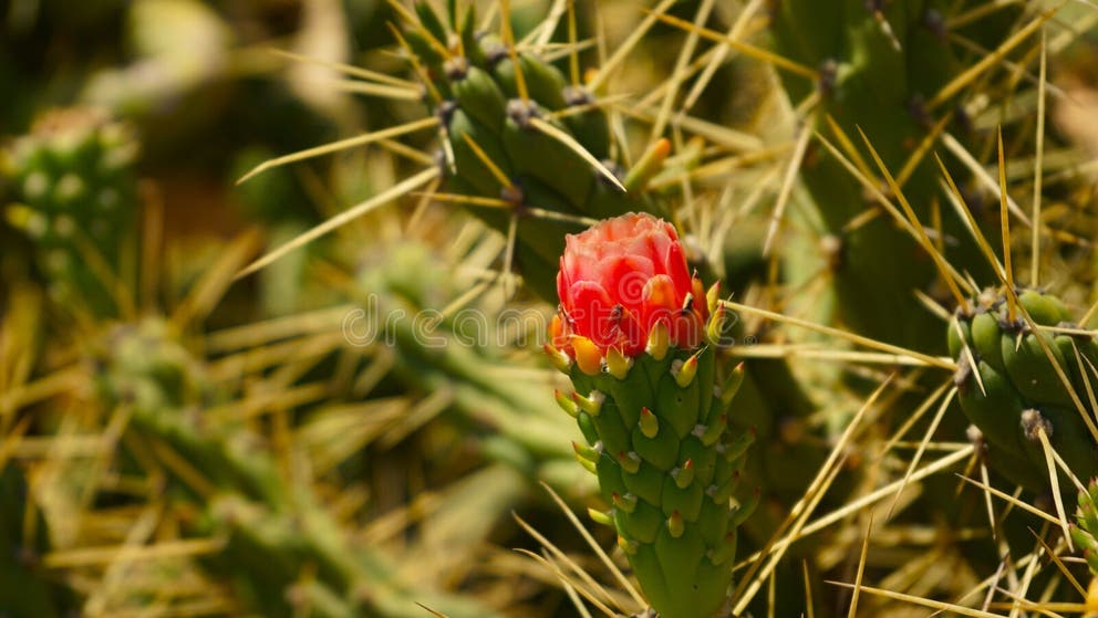 Red Flower of a Prickly Pear in Malta Stock Photo - Image of food ...