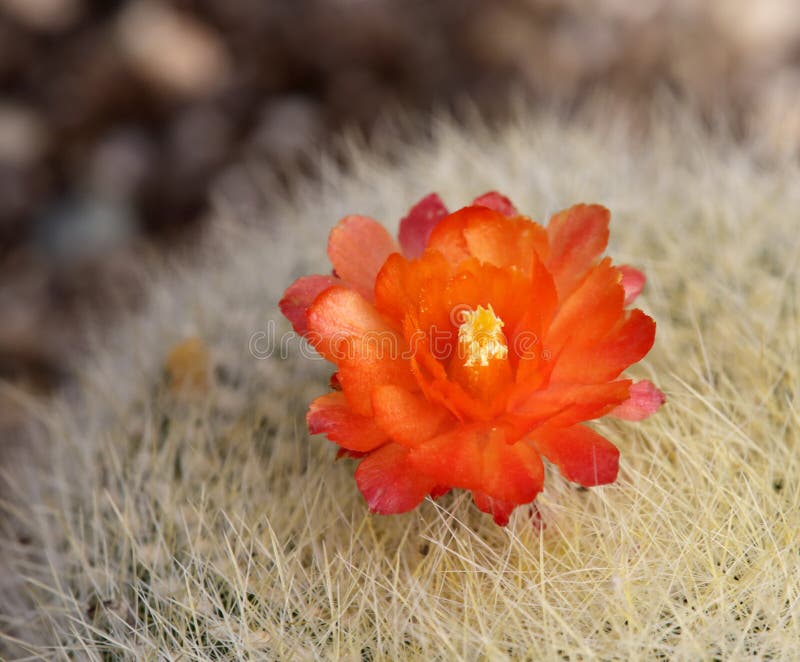 Red flower of prickly pear stock image. Image of growth - 40039381
