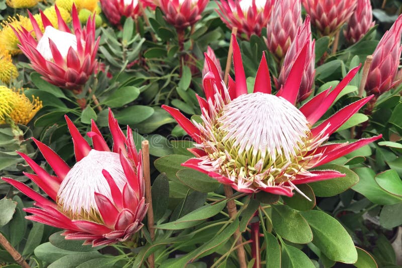 Red Flower Protea Little Prince Stock Photo - Image of detail, protea ...