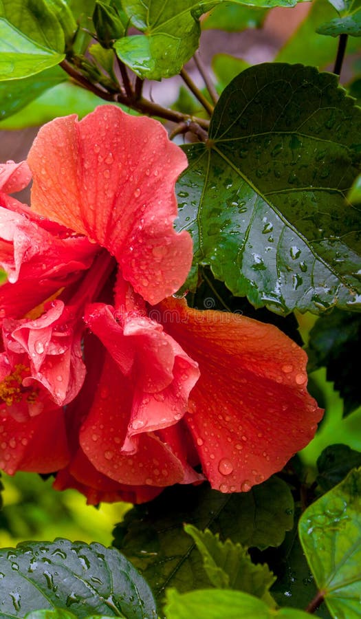 Red flower after the rain stock image. Image of tulip - 188789223