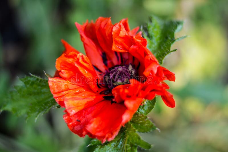 Red Flower Isolated Close Up Photography. Stock Photo - Image of woman ...