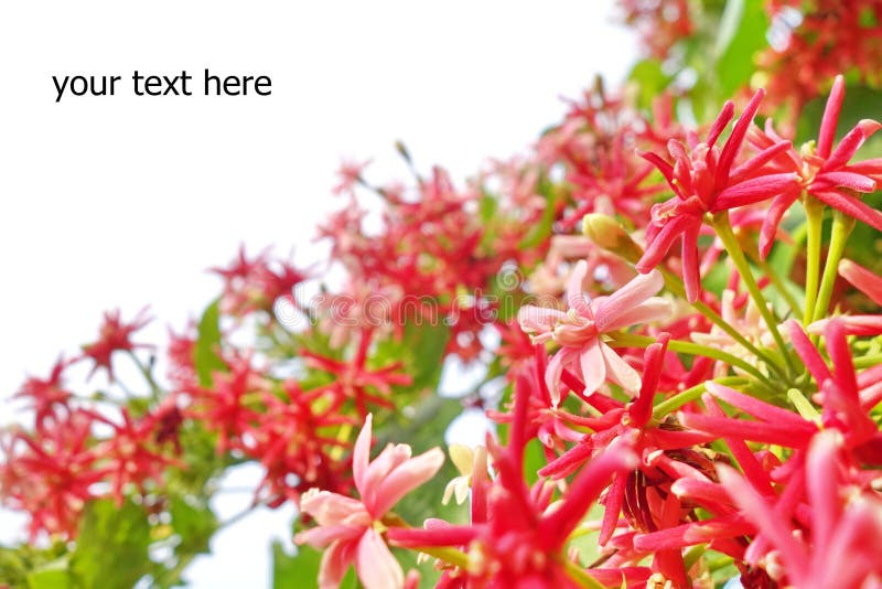 Red Flower, Rangoon Creeper Stock Image - Image of drunen, sailor: 62100383