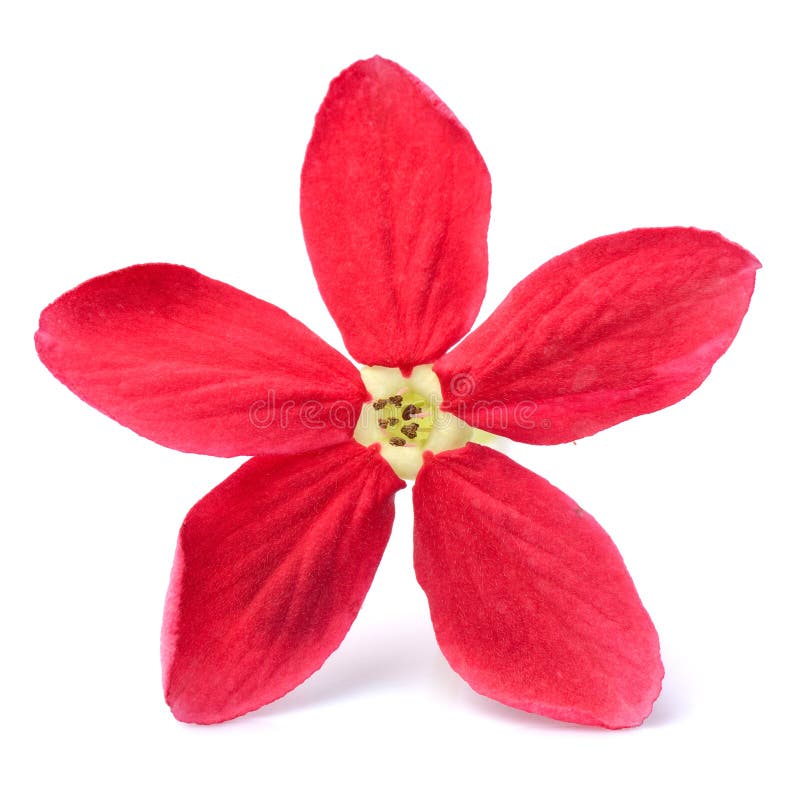 Red Flower of Rangoon Creeper on White Background Stock Photo - Image ...