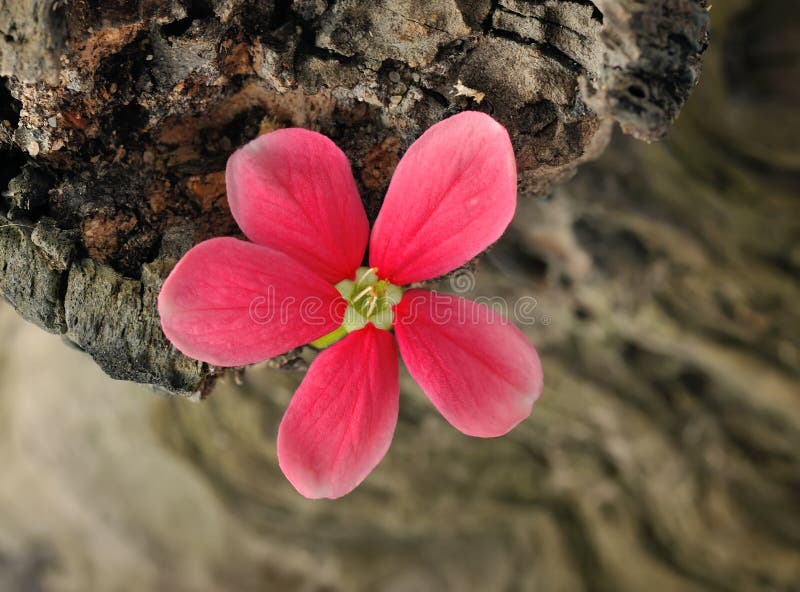 Red Flower of Rangoon Creeper Stock Photo - Image of beauty, chinese ...