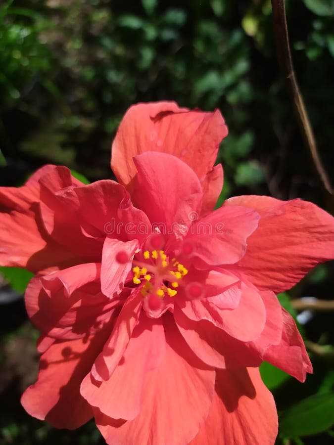 Red Flower is the Real Beauty Stock Photo - Image of real, flower ...