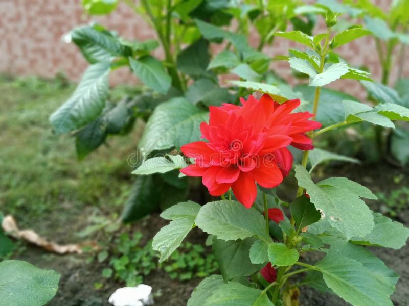 6,201 Dalia Stock Photos - Free & Royalty-Free Stock Photos from Dreamstime