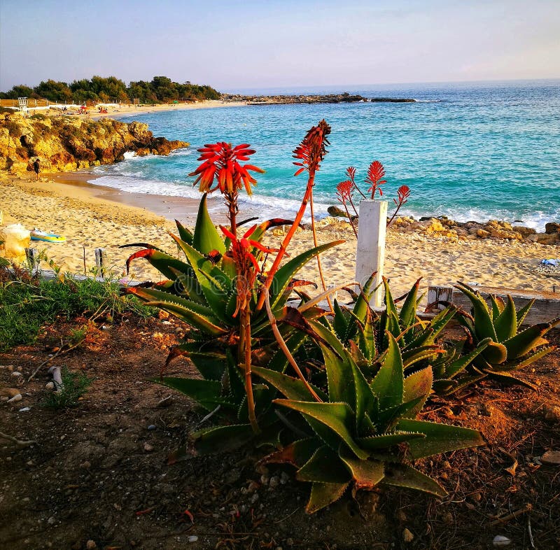 Red flower stock photo. Image of flower, blue, beach - 116376886