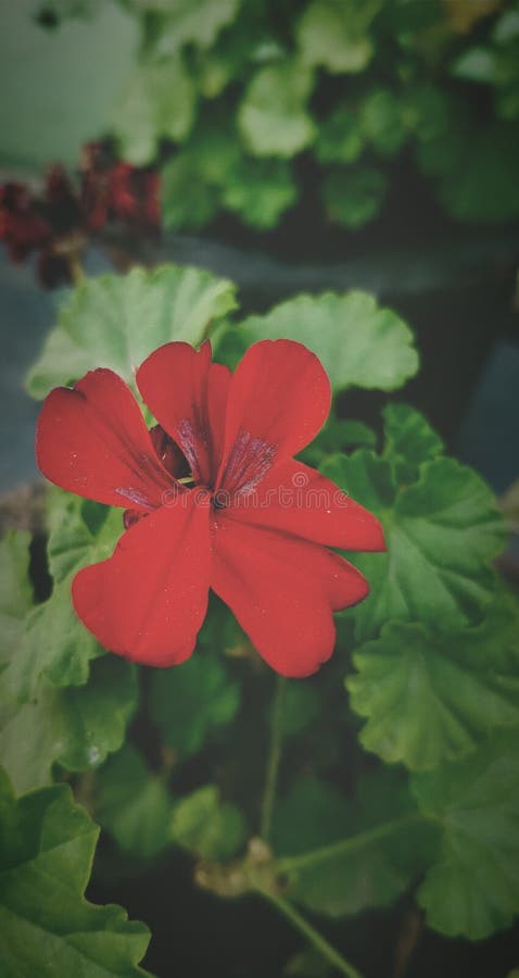 Red flower stock photo. Image of plus, shot, flower - 110042798