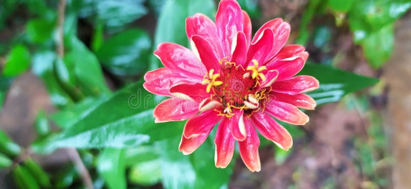 Red Flower by the Roadside stock photo. Image of park - 204023554
