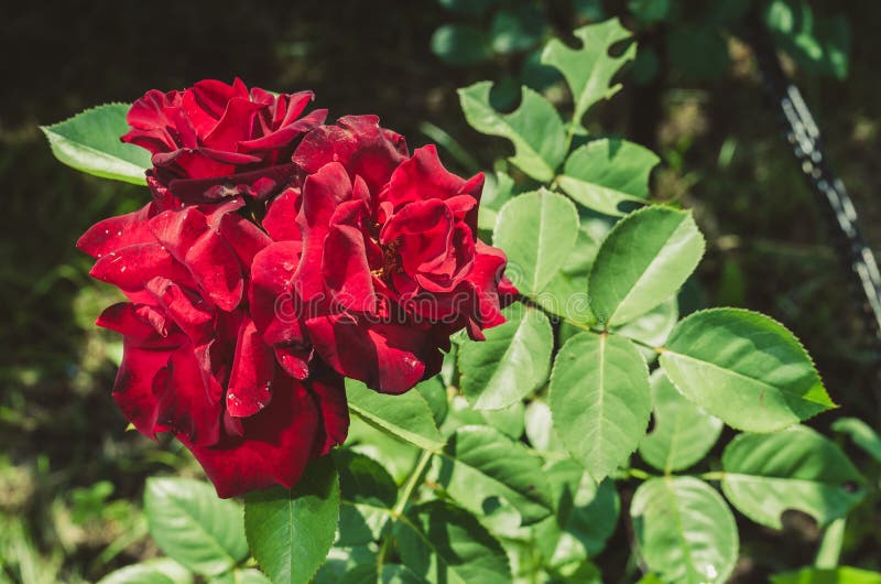 Red Flower of a Rose. Beautiful Nature Scene with Blooming Red Flower ...