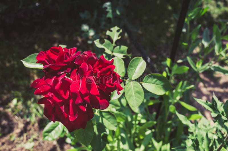 Red Flower of a Rose. Beautiful Nature Scene with Blooming Red Flower ...