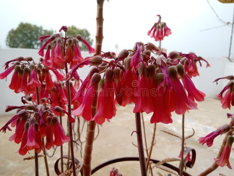 Red Flower Rouge Nature Pics Stock Image - Image of nature, rouge ...