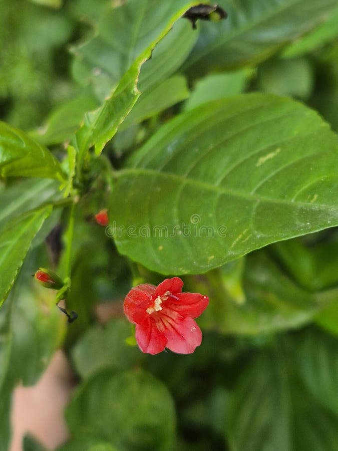 Red Flower of a Ruellia Brevifolia or Blood Drop Stock Photo - Image of ...