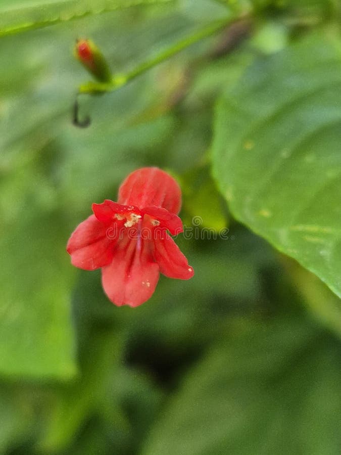 Red Flower of a Ruellia Brevifolia or Blood Drop Stock Photo - Image of ...