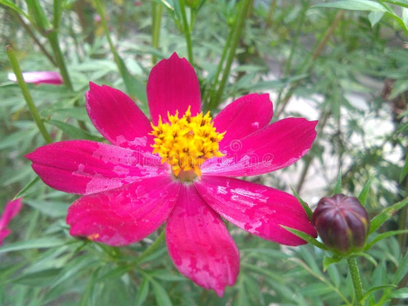 Red Flower s spotted stock photo. Image of plant, daisy - 177937268