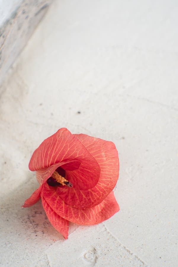 Red flower on sand 2 stock photo. Image of rosew, plant - 71572092