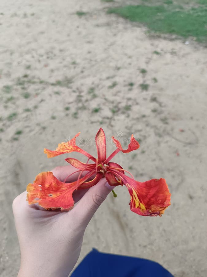 Red Flower on the Sand with My Hand. Stock Photo - Image of petal ...