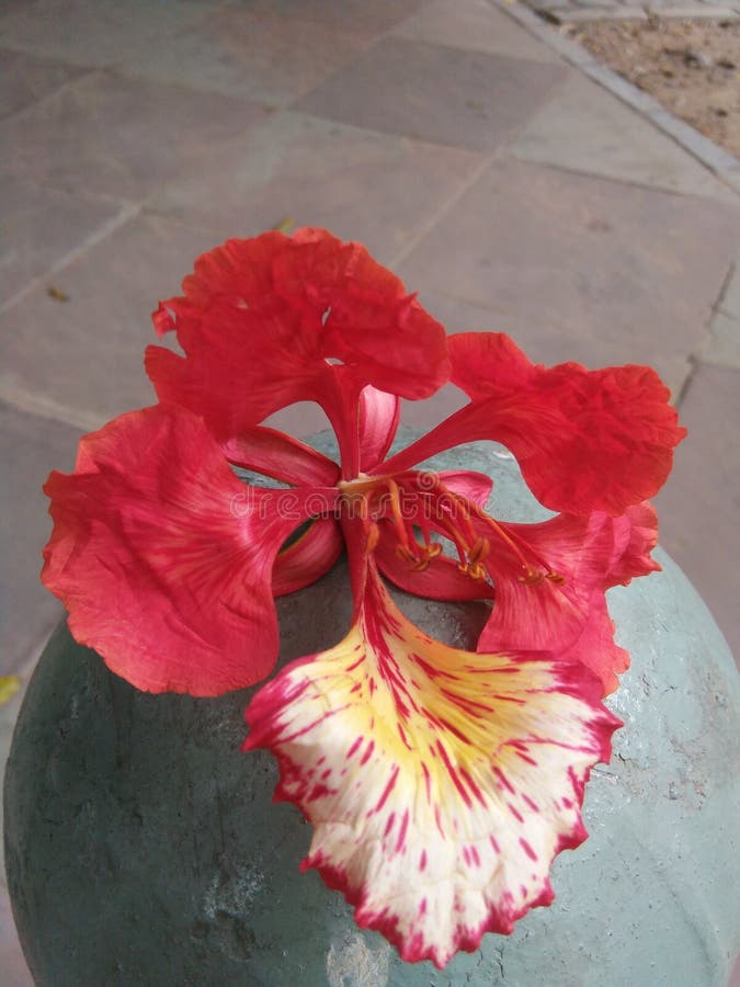 Red flower stock photo. Image of wing, flower, shade - 123806772