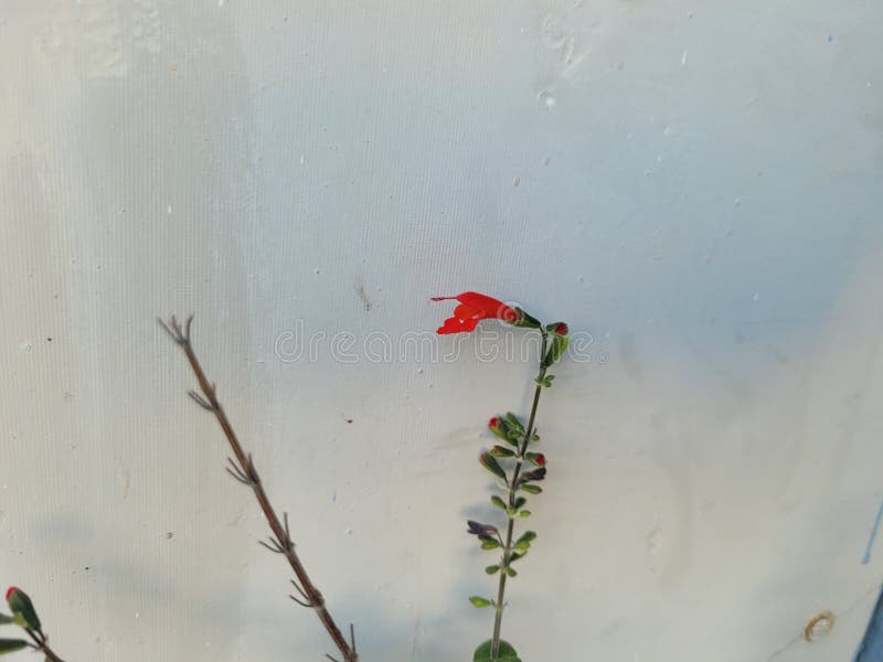 Red flower in side view stock photo. Image of plant - 275113872