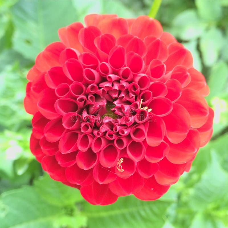 Red Flower stock image. Image of single, cute, outside - 89581837